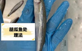 胡瓜鱼怎么做好吃_胡瓜鱼家常做法步骤