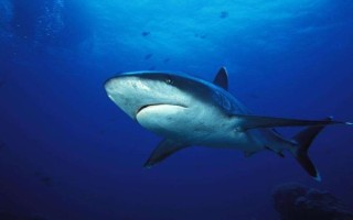 鲨鱼属于鱼类吗_鲨鱼是不是哺乳动物