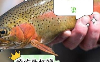 虹鳟鱼生吃安全吗_如何辨别虹鳟鱼生吃的风险