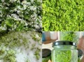 韭菜花怎么做_韭菜花腌制方法