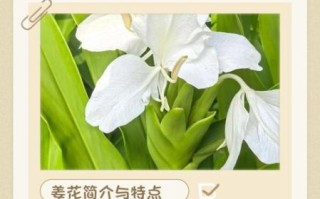 姜花的花语是什么_姜花适合送什么人