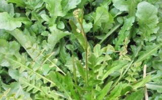 荠菜在南方叫什么菜_荠菜别名大全