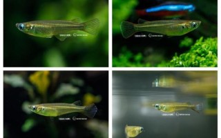 青鳉鱼怎么养_青鳉鱼能活多久