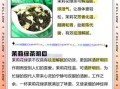 茉莉绿茶的功效与作用_适合什么人喝