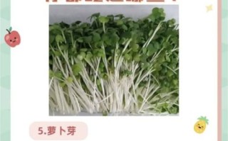 芽苗菜怎么种_芽苗菜的营养价值