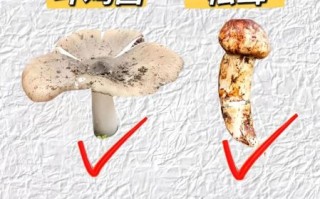 蘑菇图片素材去哪找_如何挑选高清商用图