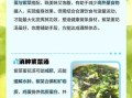 紫菜汤的营养价值_紫菜汤的功效与作用