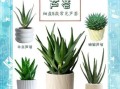 芦荟图片欣赏_如何辨别品种