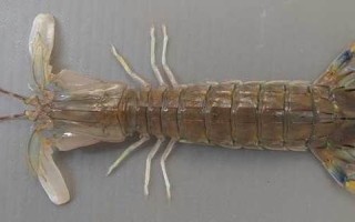 口虾蛄属于什么动物_口虾蛄和螳螂虾的区别