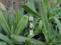 面条菜长什么样子_面条菜生长环境