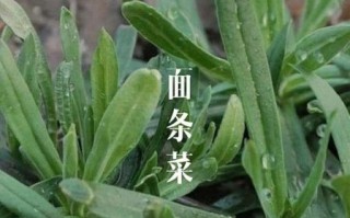 面条菜长什么样子_面条菜生长环境