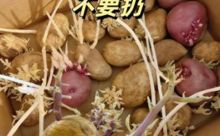 土豆发芽还能吃吗_如何正确保存土豆