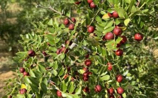 酸枣图片大全大图_酸枣长什么样