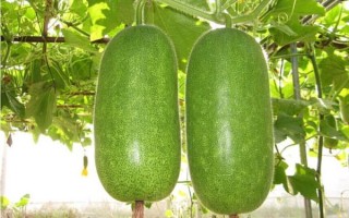 节瓜什么时候种_节瓜种植方法全过程