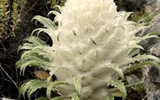 雪莲图片大全_雪莲长什么样