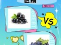 黑加仑是葡萄还是提子_黑加仑和葡萄的区别