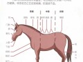 马蹄是马的什么部位_马蹄的结构和功能