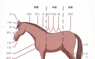 马蹄是马的什么部位_马蹄的结构和功能
