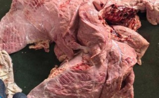 牛肺图片_牛肺解剖结构