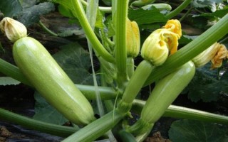 西葫芦又叫什么瓜_西葫芦别名有哪些