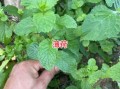 荆芥长什么样_荆芥与薄荷如何区分