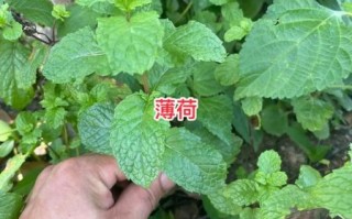 荆芥长什么样_荆芥与薄荷如何区分