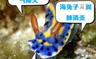 小海兔的营养价值_小海兔有哪些功效