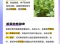 吃香菜会杀精吗_香菜对男性生育的影响