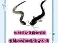 黄鳝和泥鳅哪个更营养_区别到底在哪