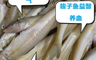 梭子鱼长什么样_梭子鱼有毒吗