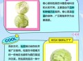圆白菜和包菜的区别图片_哪个更营养