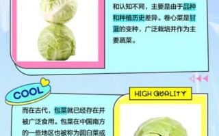 圆白菜和包菜的区别图片_哪个更营养