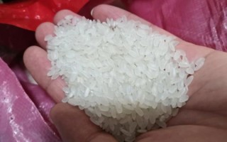 粳米长什么样_粳米图片特征