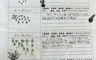 豆芽生长过程_观察日记怎么写