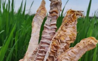 冬笋干怎么泡发_冬笋干怎么做好吃