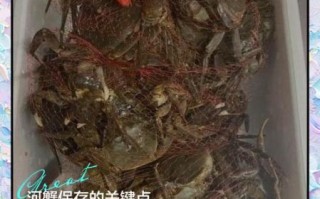 活螃蟹怎么保存过夜_活螃蟹第二天还能吃吗