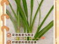 柠檬草的花语是什么_柠檬草适合送什么人