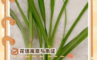 柠檬草的花语是什么_柠檬草适合送什么人