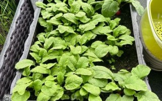 樱桃萝卜怎么种_樱桃萝卜多久能收获