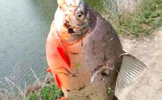 淡水白鲳好吃吗_淡水白鲳口感怎么样