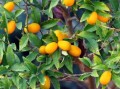 金桔树的寓意是什么_金桔树风水摆放禁忌