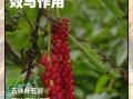 女人喝五味子有什么好处_五味子对女性的功效与作用