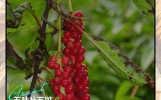 女人喝五味子有什么好处_五味子对女性的功效与作用