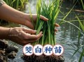 茭白种植一亩能收多少钱_茭白种植成本与利润分析