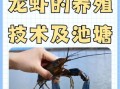 龙虾养殖条件_龙虾养殖需要什么条件