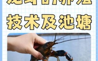 龙虾养殖条件_龙虾养殖需要什么条件
