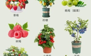热带水果名称大全集_哪些水果适合家庭盆栽