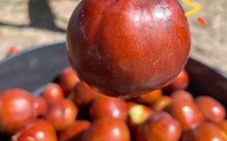 what_are_jujubes_in_english_how_to_use_jujube_fruit