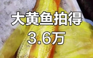 野生大黄鱼最大多少斤_野生大黄鱼最大记录