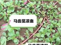 马齿苋的副作用有哪些_马齿苋什么人不能吃